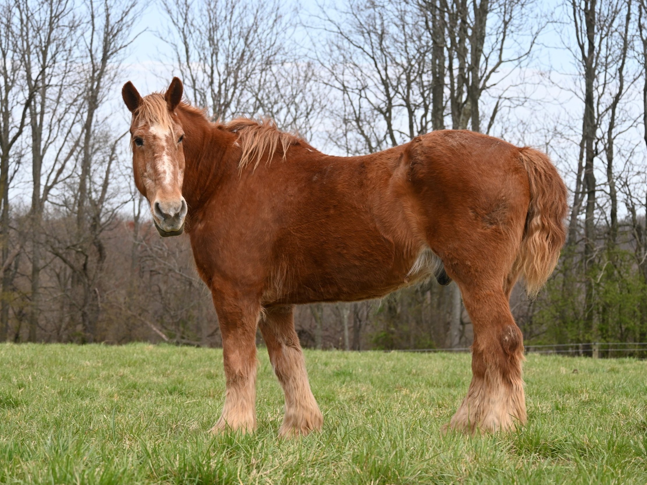 Meet Our Horses — Gentle Giants