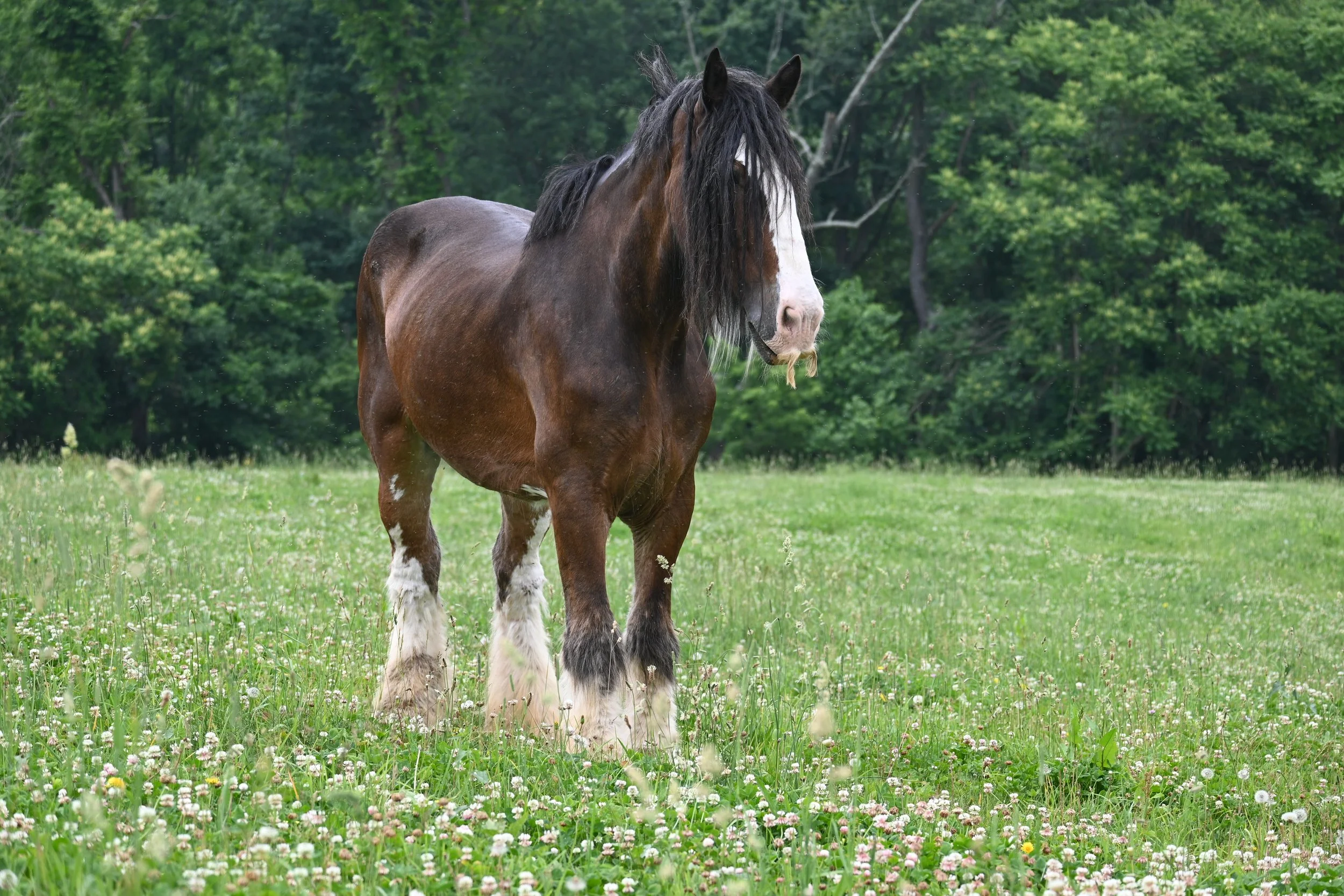 Meet Our Horses — Gentle Giants