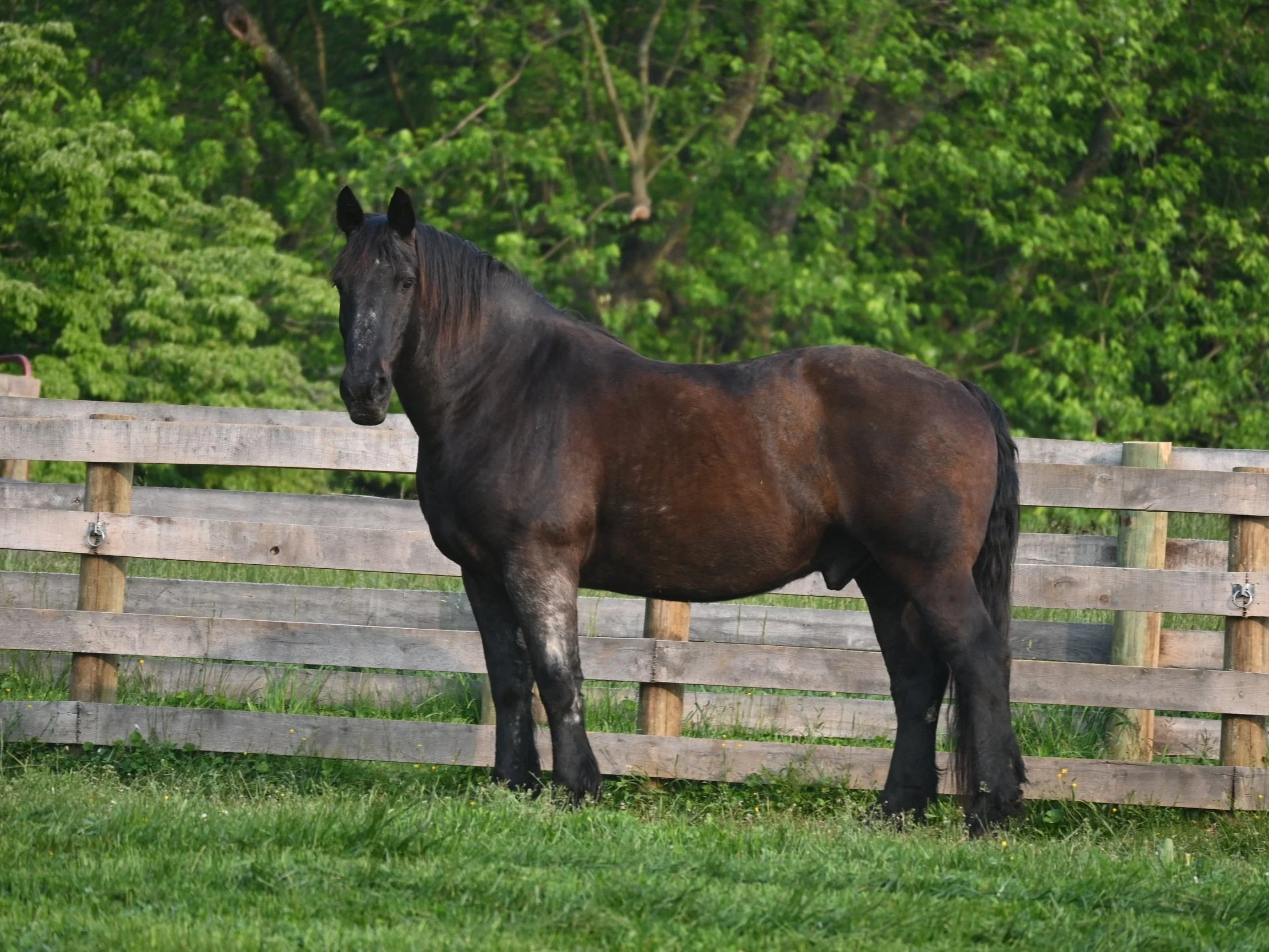 Meet Our Horses — Gentle Giants