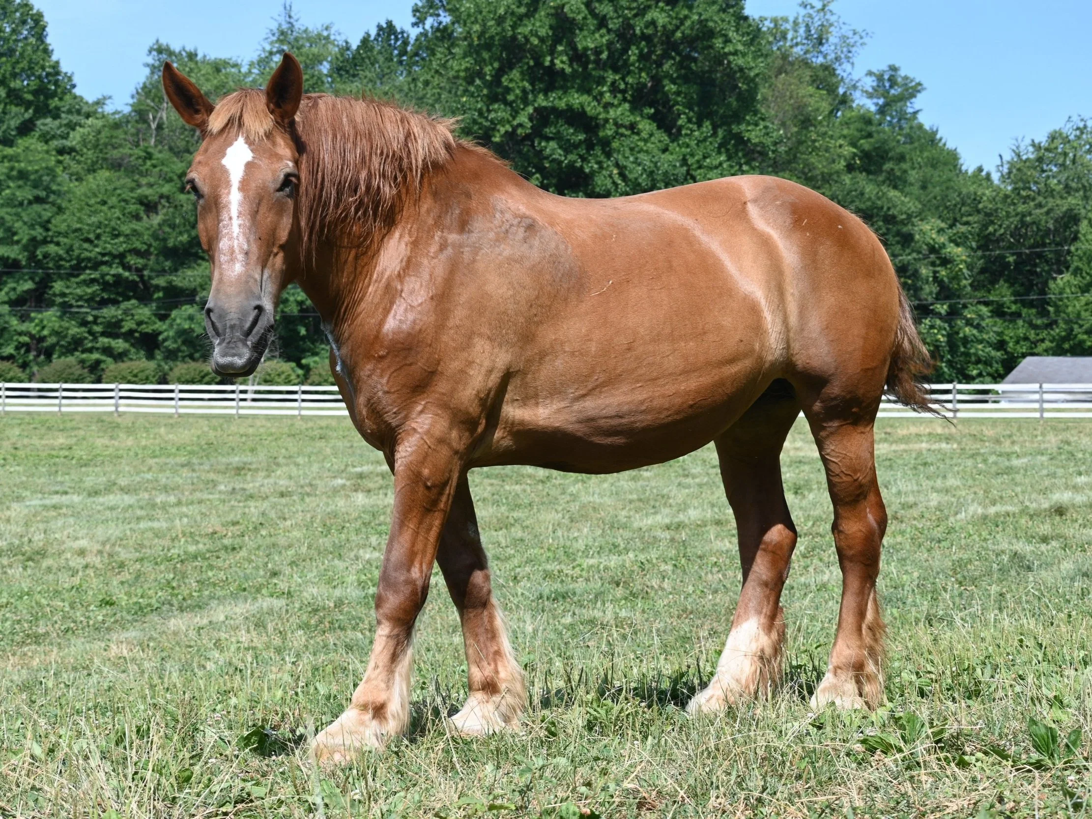 Meet Our Horses — Gentle Giants