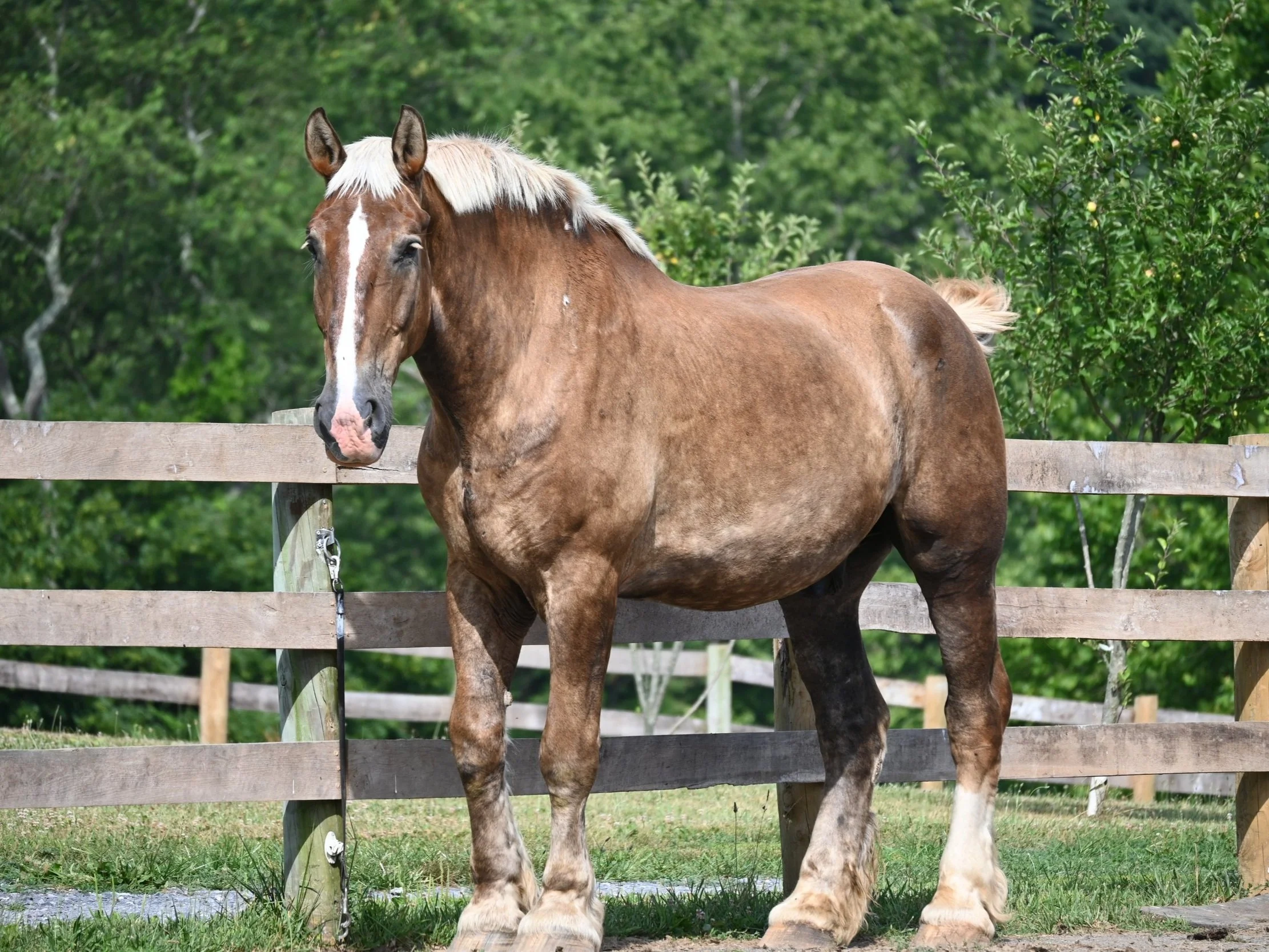 Meet Our Horses — Gentle Giants
