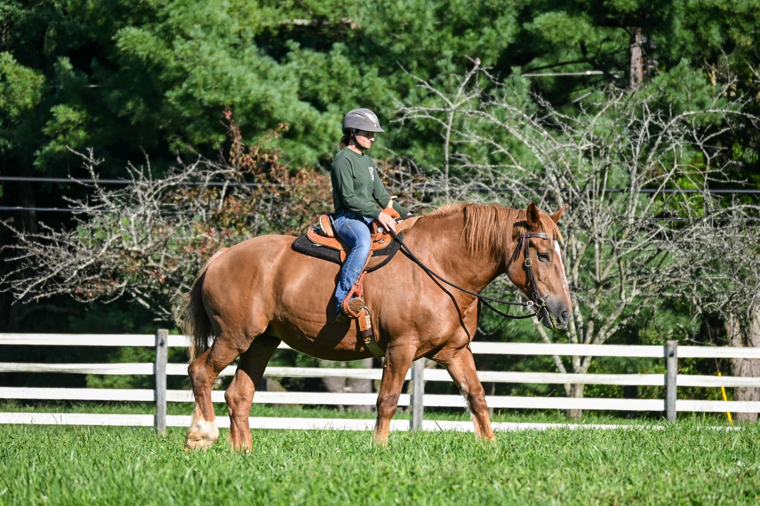 Meet Our Horses — Gentle Giants