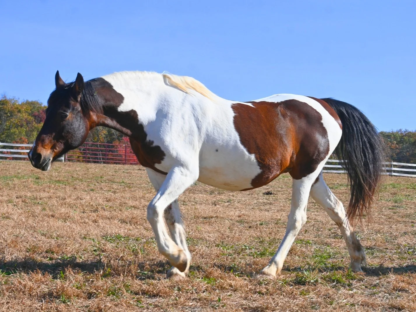 Meet Our Horses — Gentle Giants