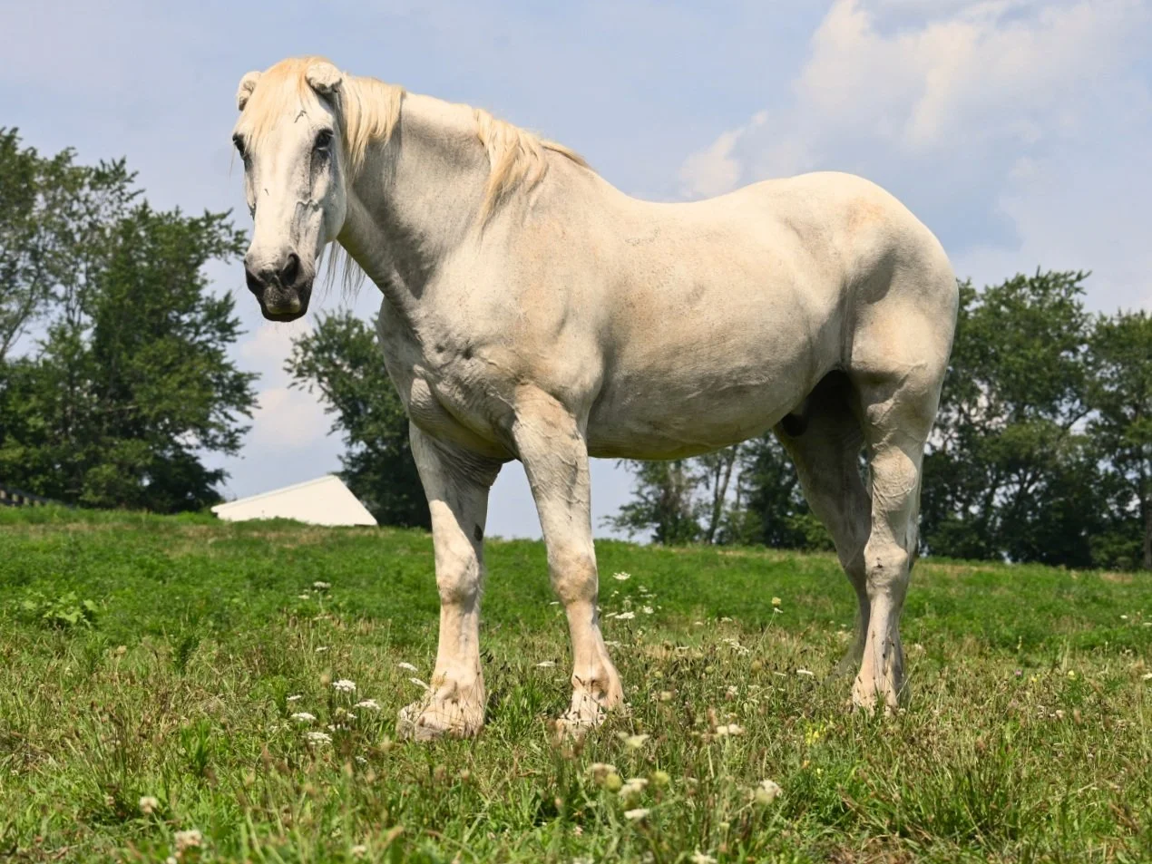 Meet Our Horses — Gentle Giants