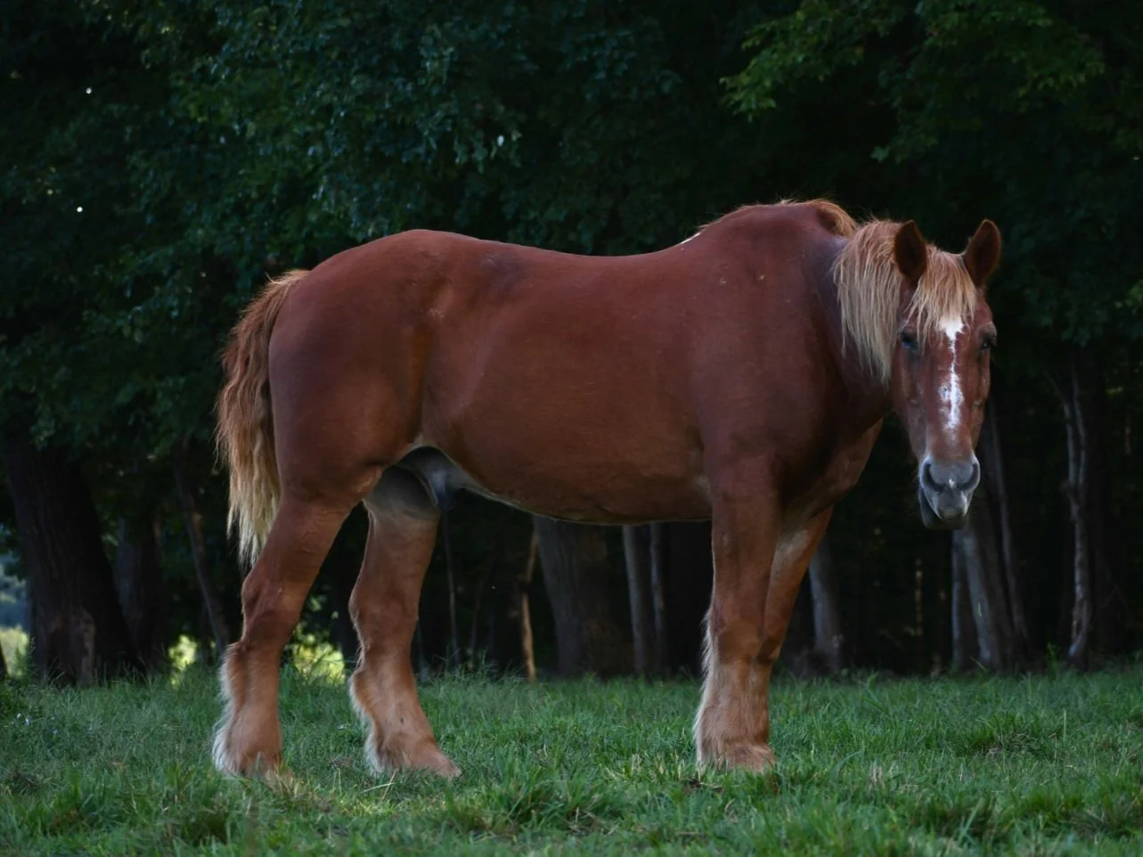 Meet Our Horses — Gentle Giants