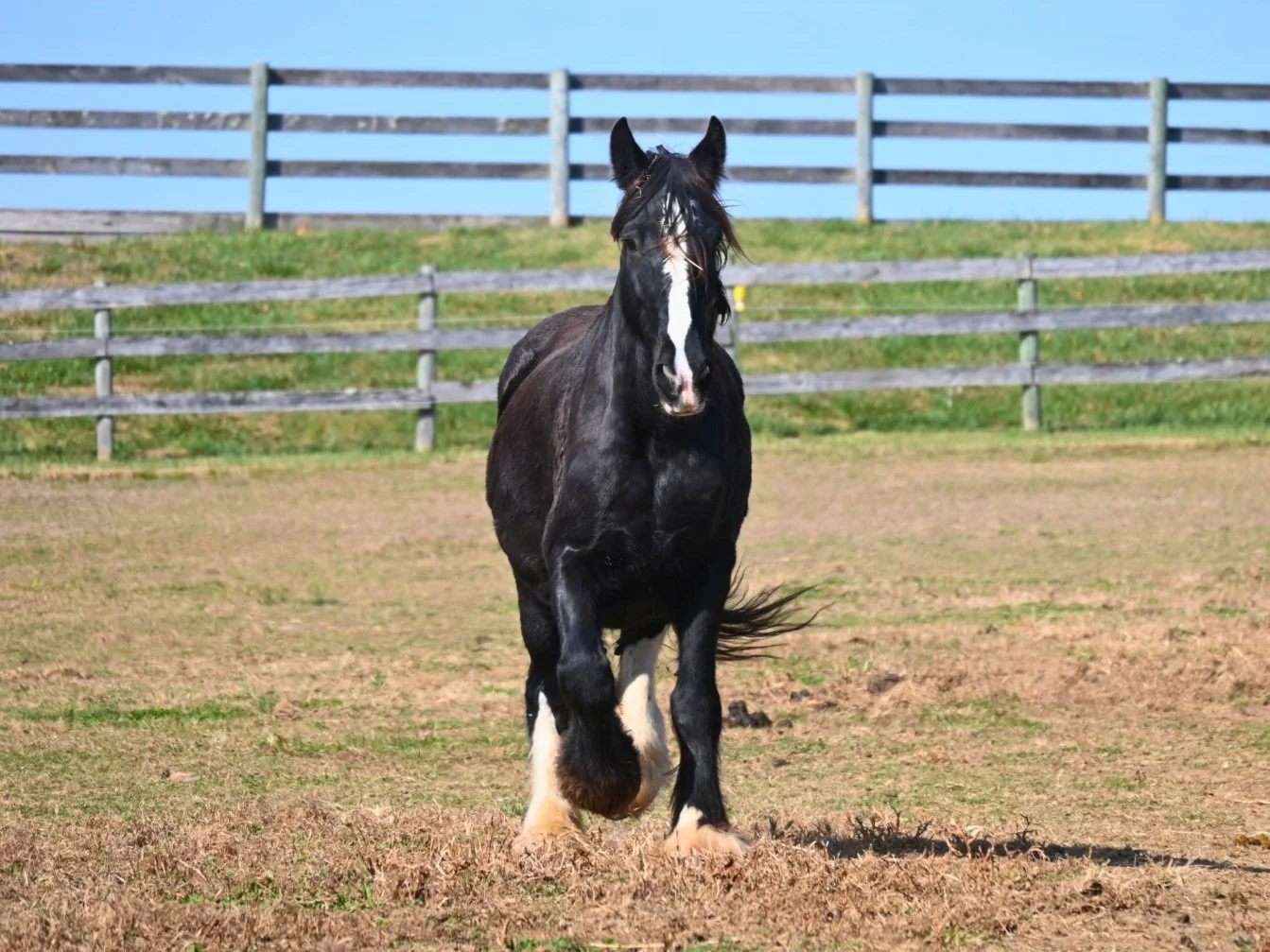 Meet Our Horses — Gentle Giants