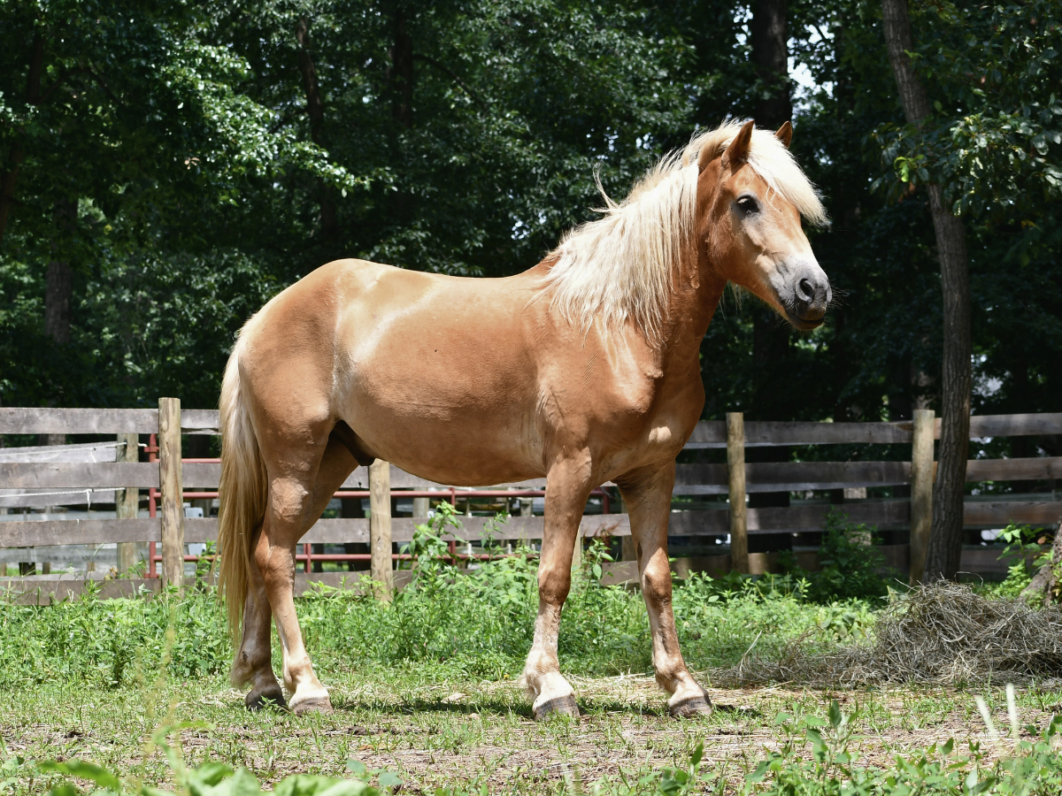 Flint — Gentle Giants