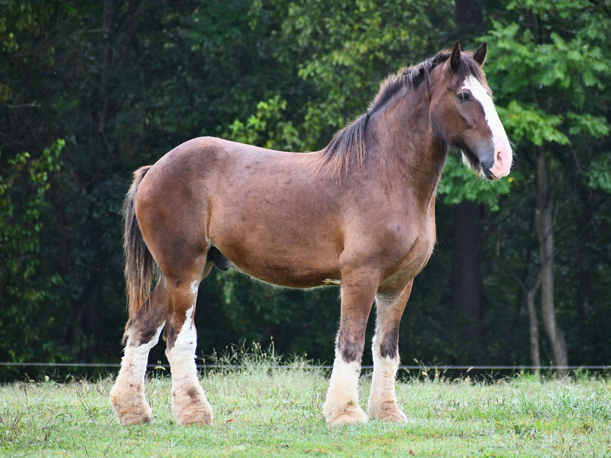 Elliott — Gentle Giants