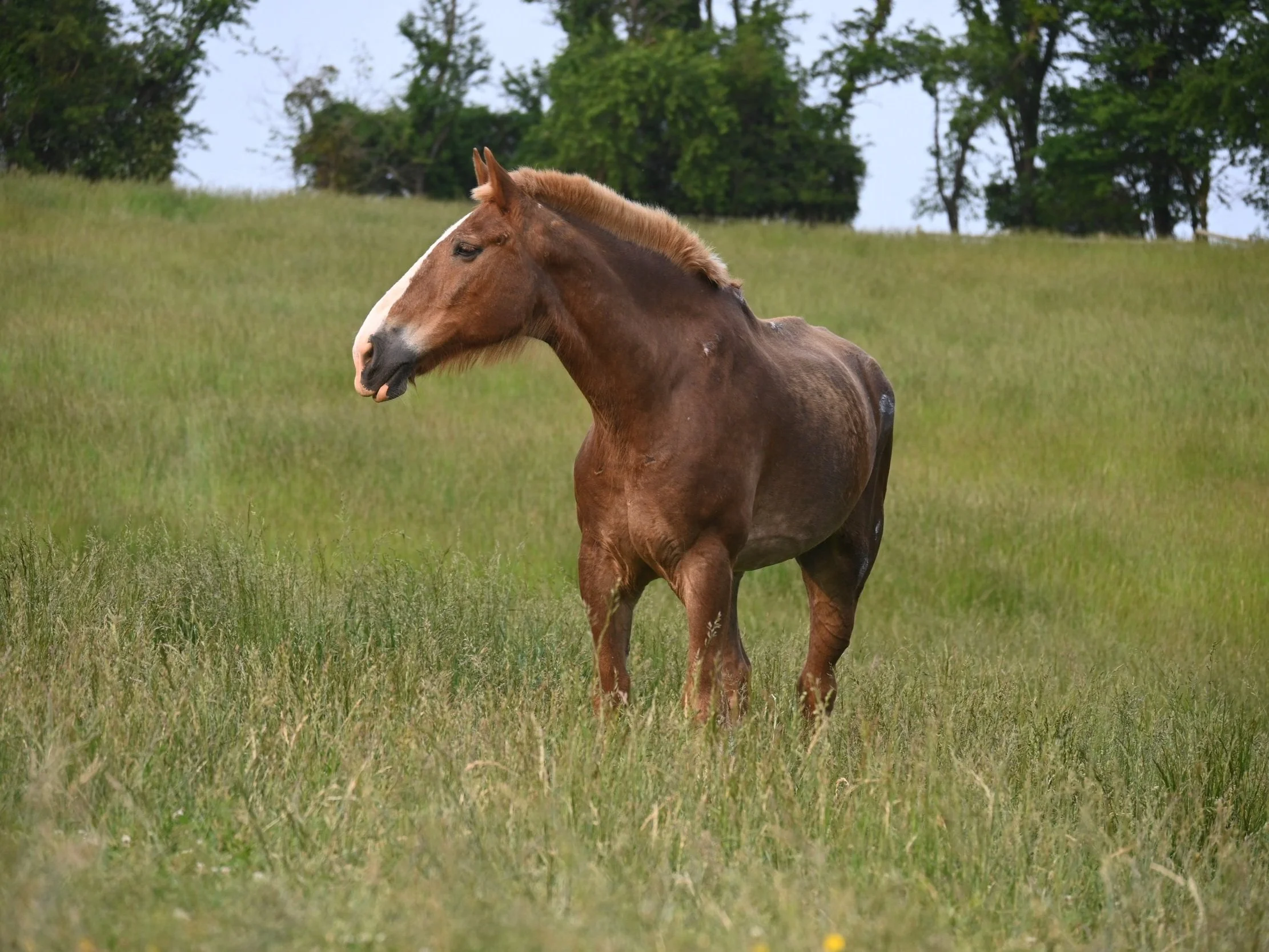 Thurmon - Belgian Gelding — Gentle Giants