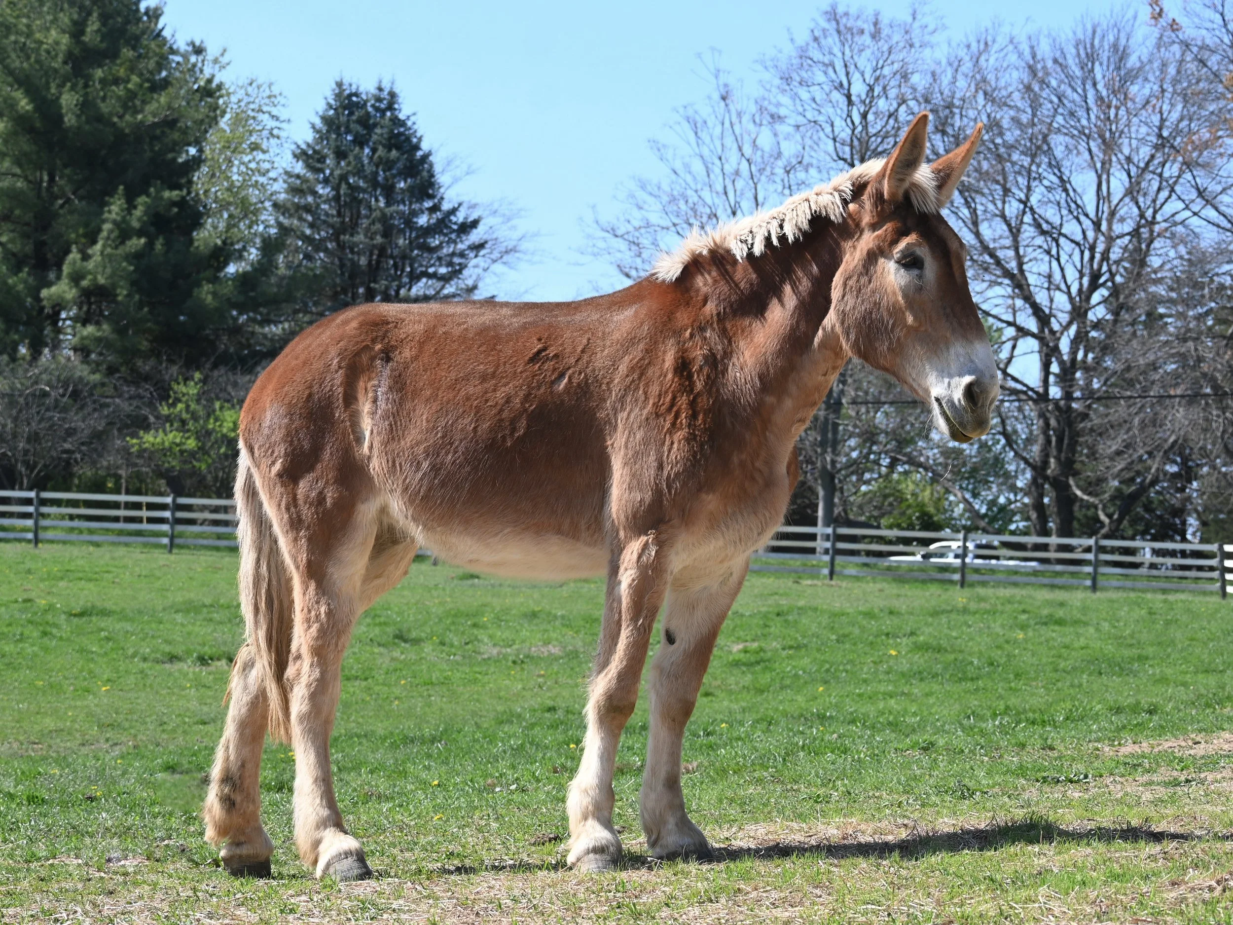 Frida - Draft Mule — Gentle Giants