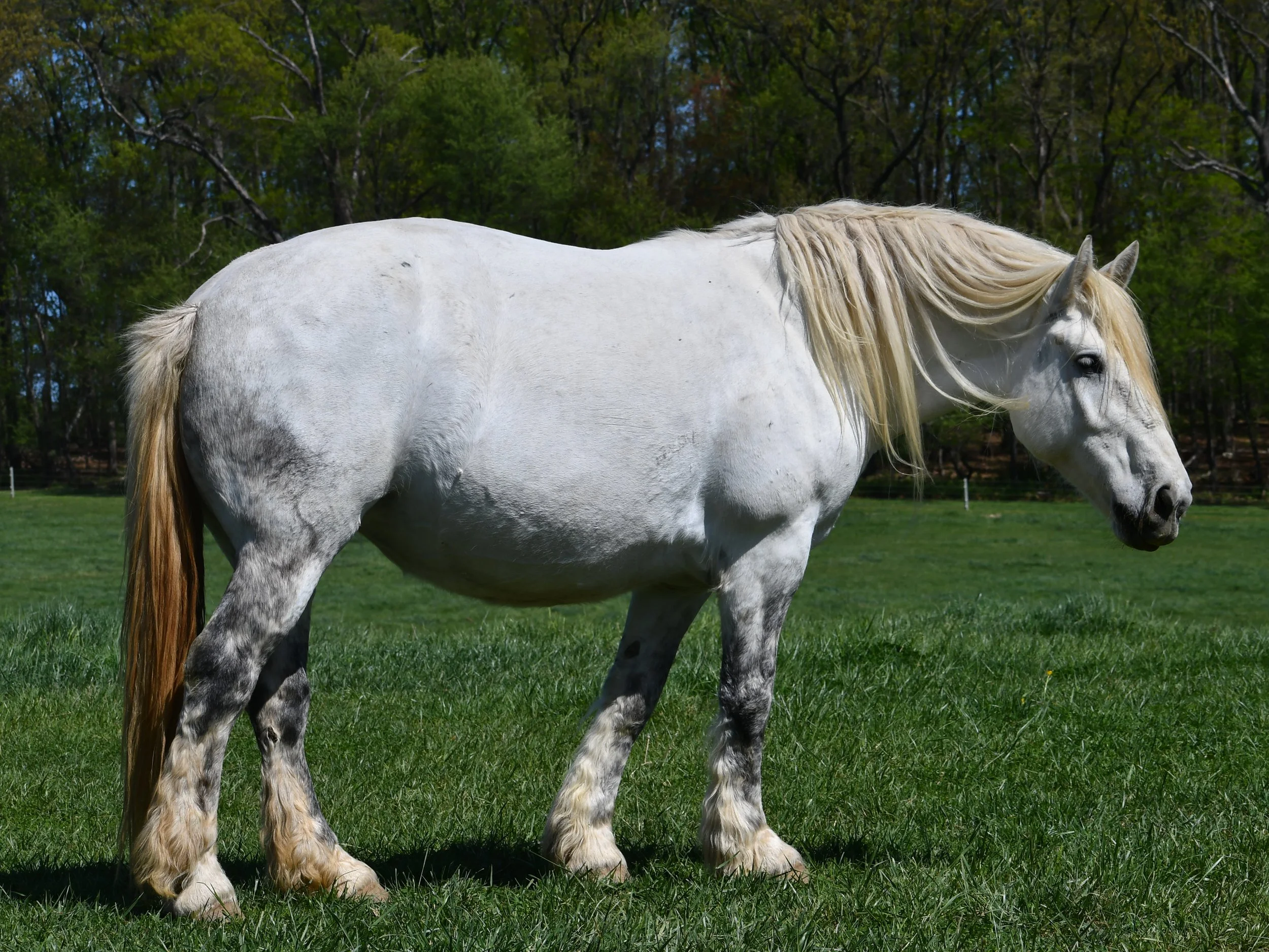 Gray Draft Horse