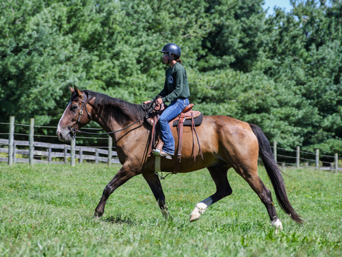 Junior — Gentle Giants