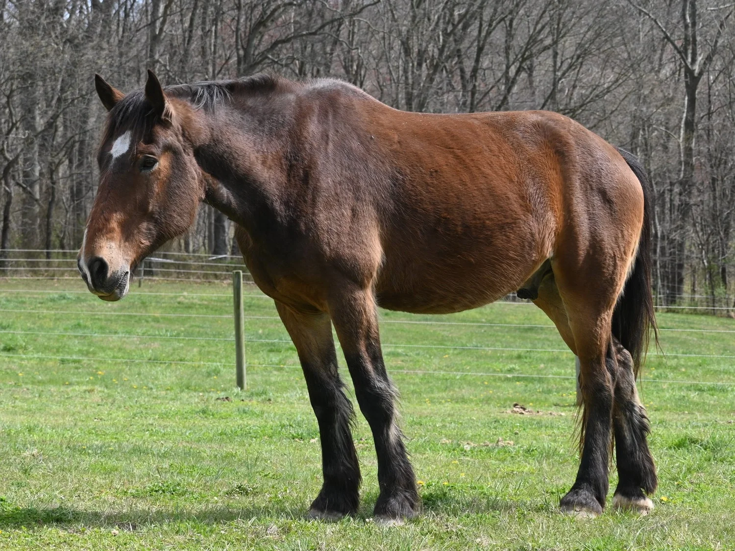 Guinness — Gentle Giants