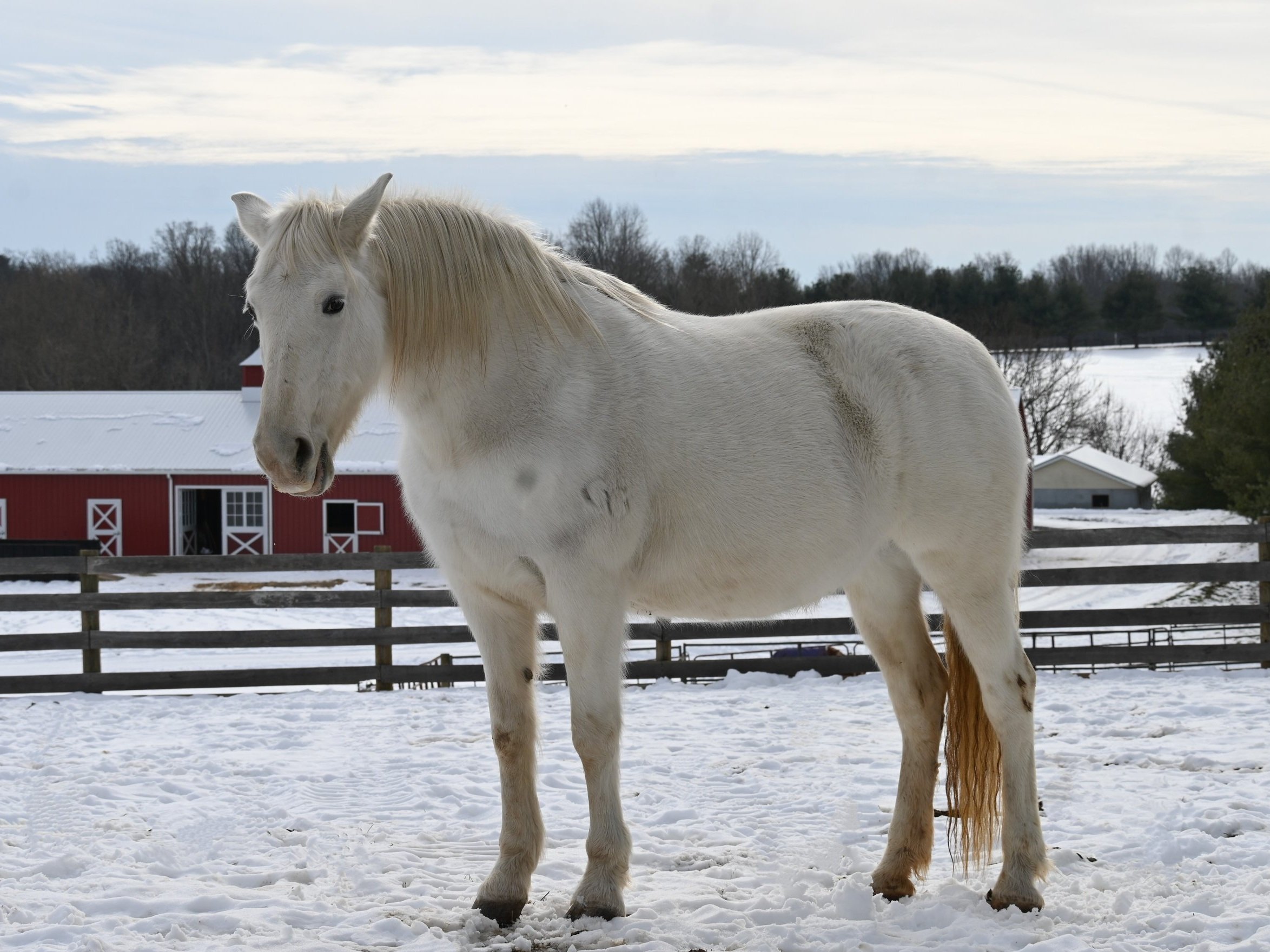 Bellasima - Andalusian Mare for Adoption — Gentle Giants