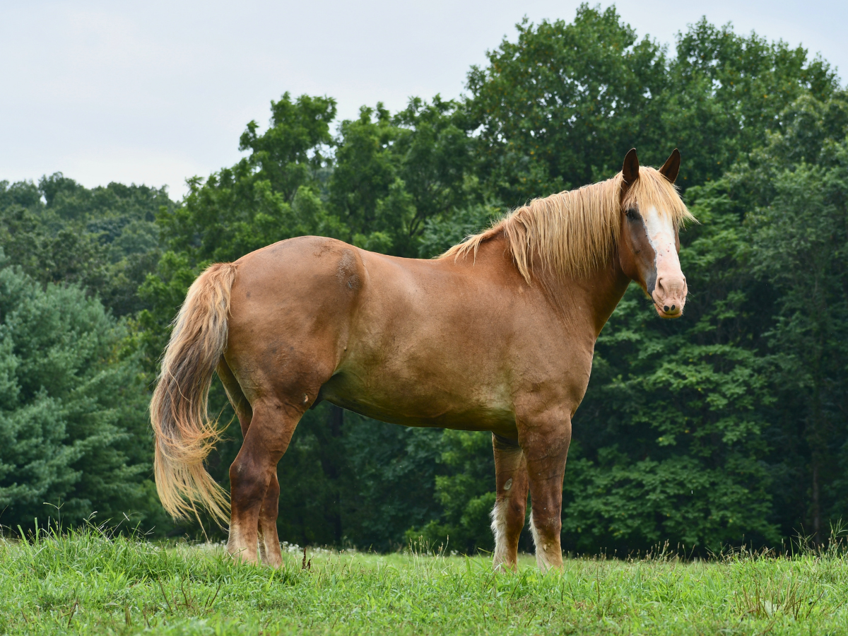 Diesel — Gentle Giants