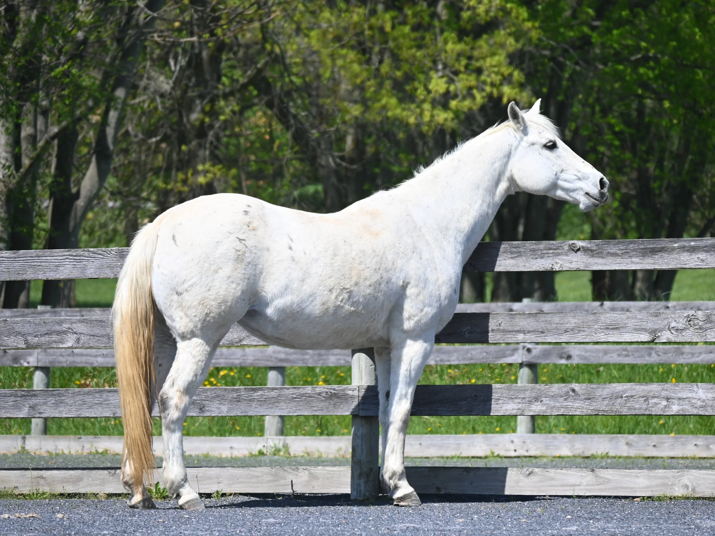 White Quarter Horse