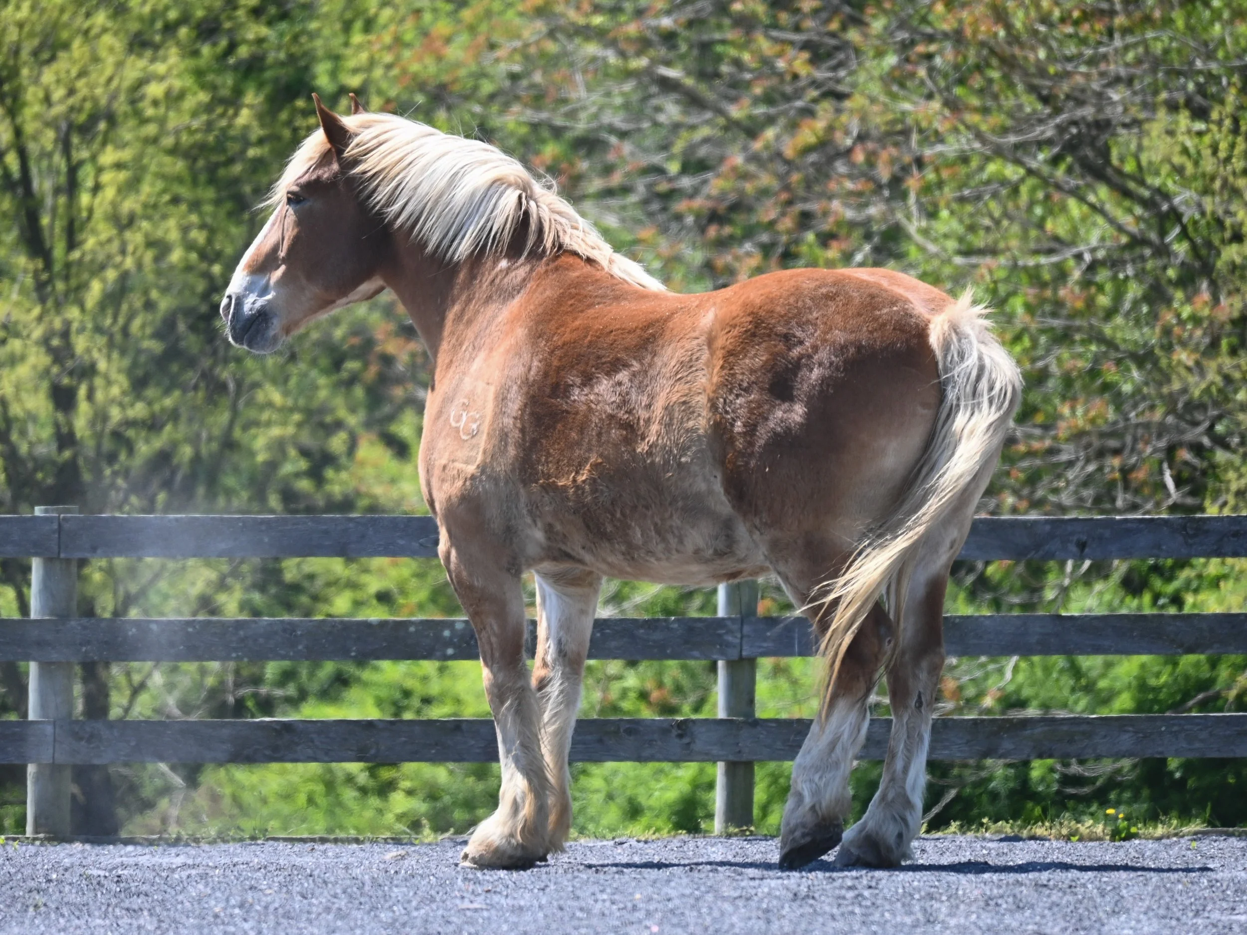 Ezekiel - Belgian Gelding — Gentle Giants