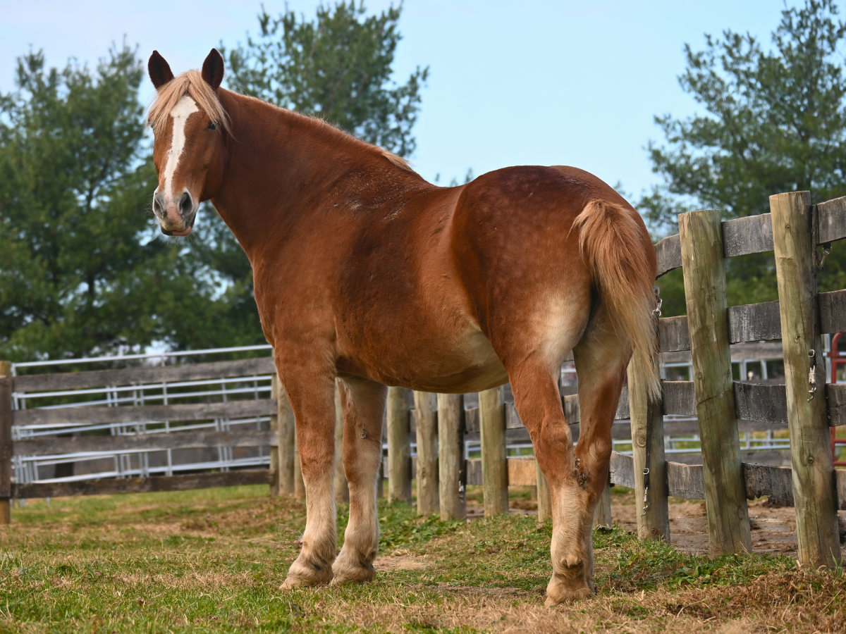 Annie — Gentle Giants