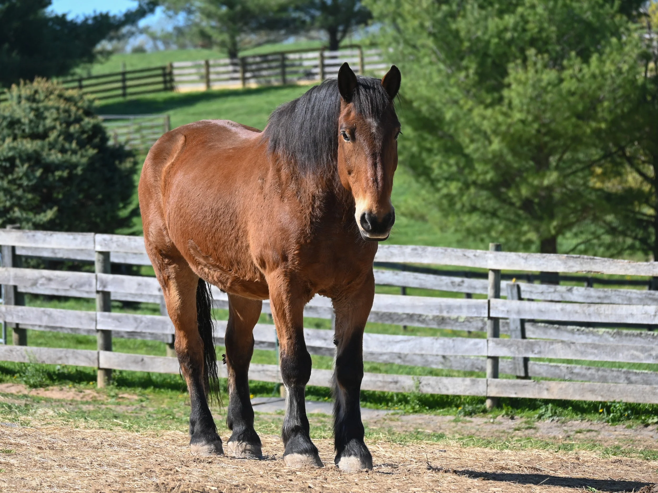 Dapper - Belgian Cross — Gentle Giants