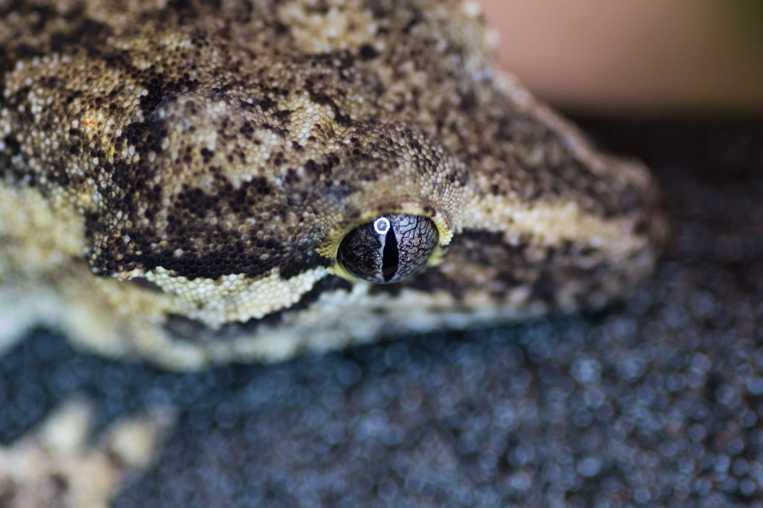 Phantom Eyed Gargoyles — The Phantom Gecko