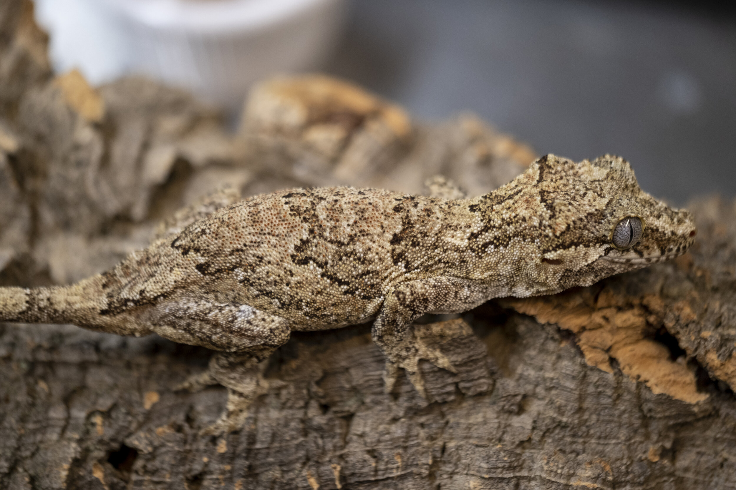 Available Geckos — The Phantom Gecko