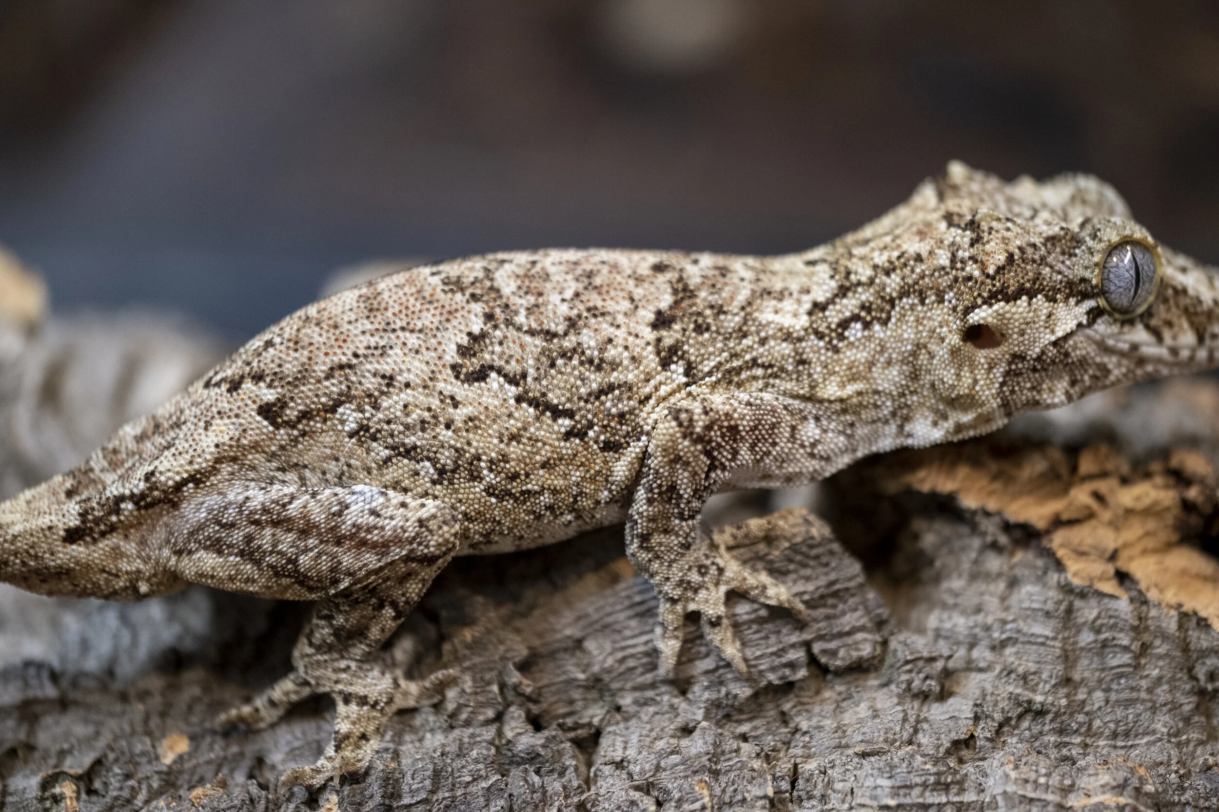 Noche — The Phantom Gecko