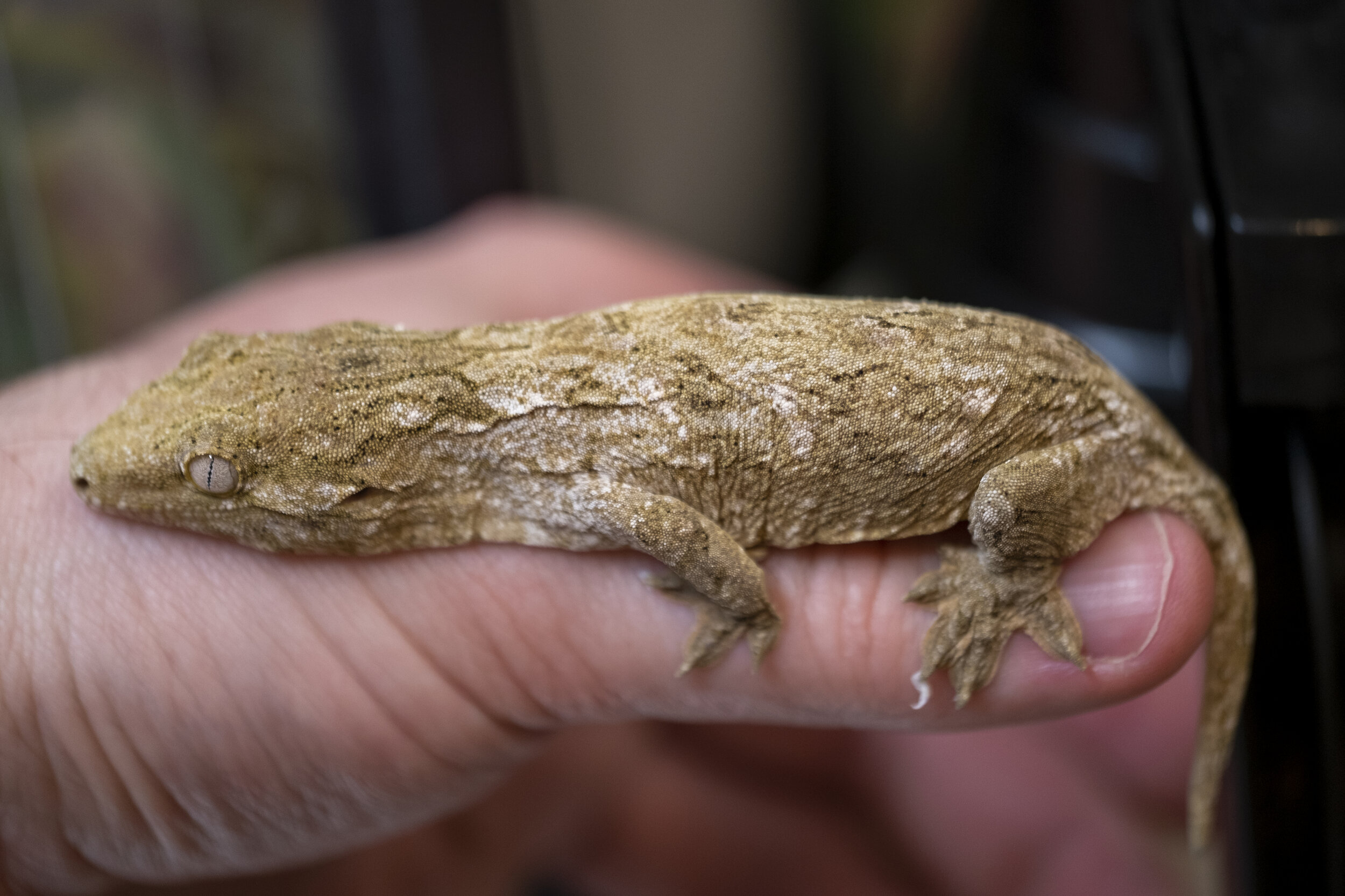 Available Geckos — The Phantom Gecko