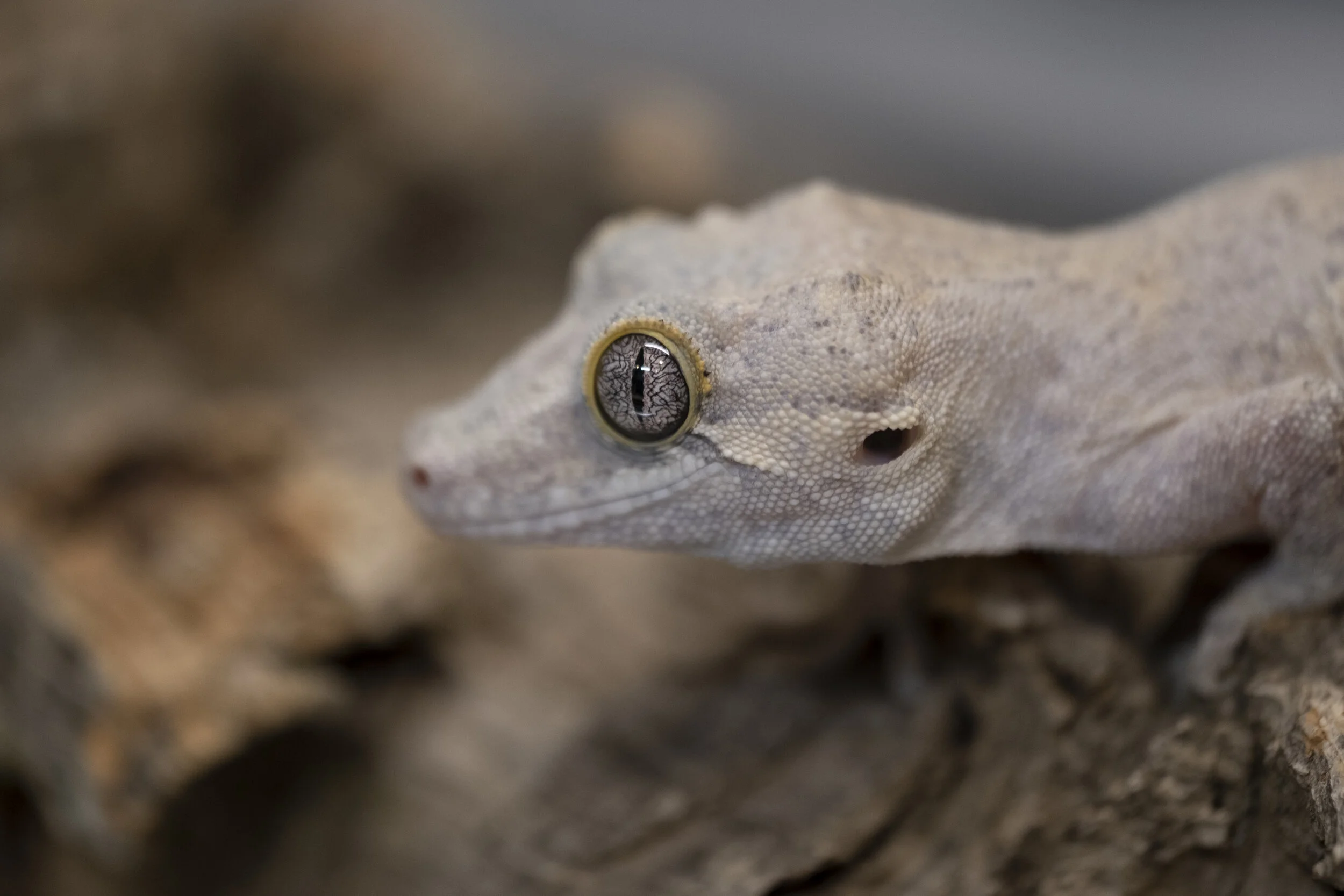 Phantom Eyed White/Black/Yellow Retic — The Phantom Gecko