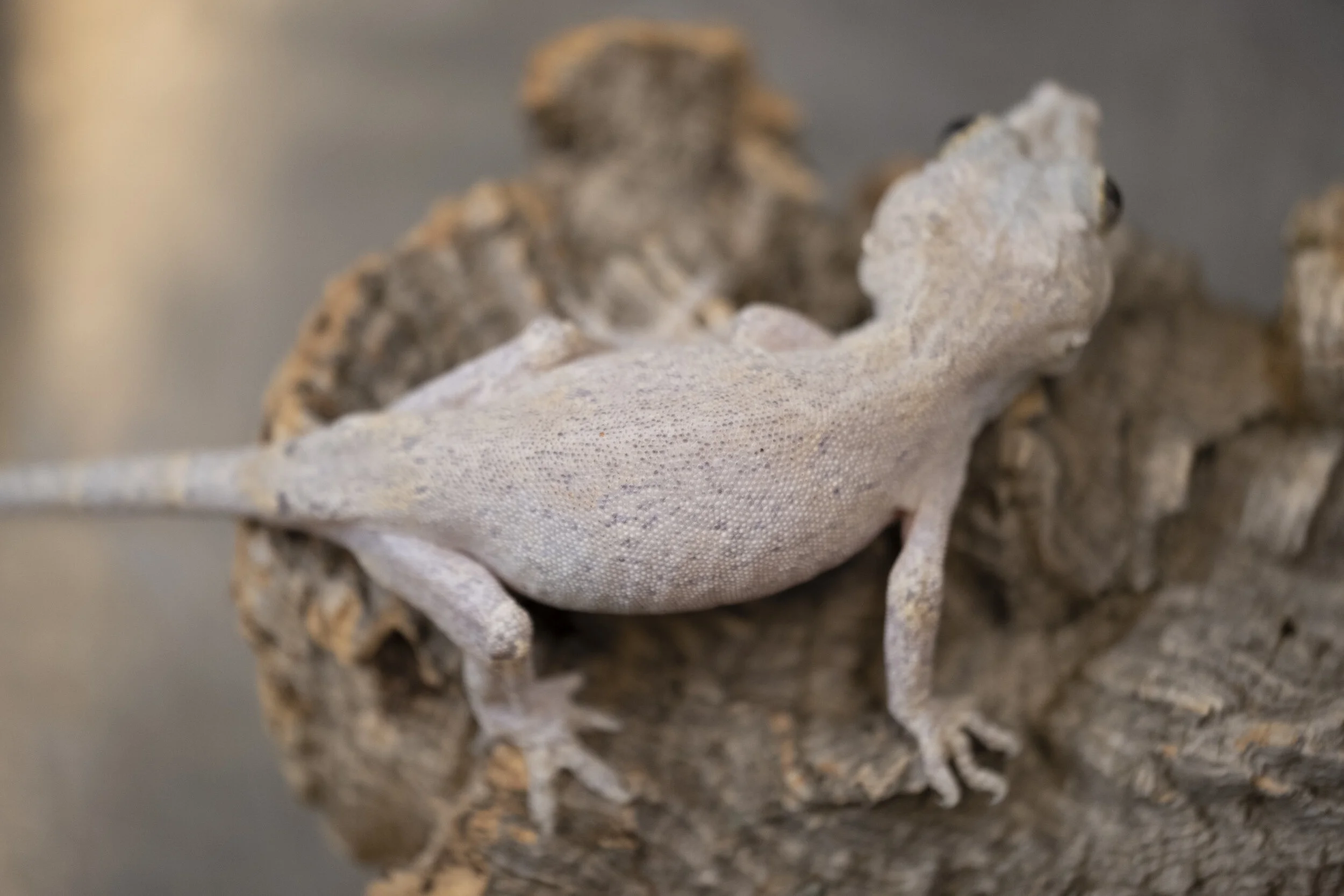 Phantom Eyed White/Black/Yellow Retic — The Phantom Gecko