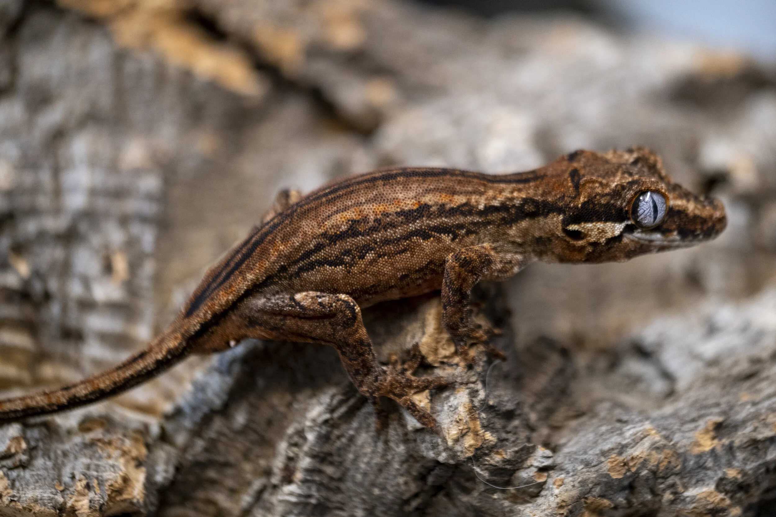 Available Geckos — The Phantom Gecko