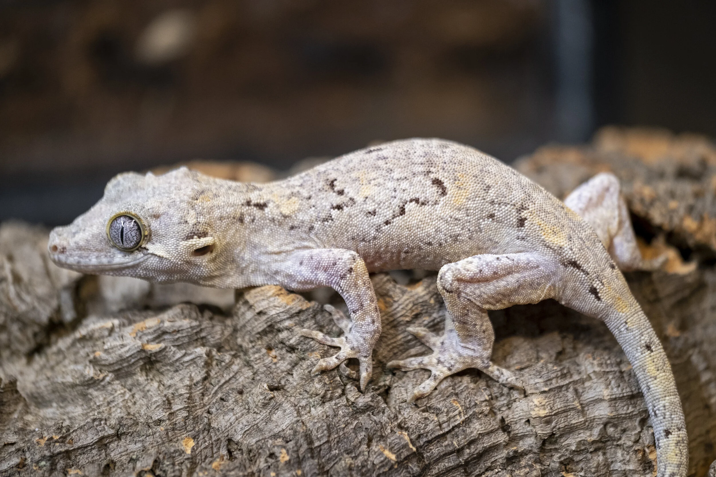 Phantom Eyed White/Black/Yellow Retic — The Phantom Gecko