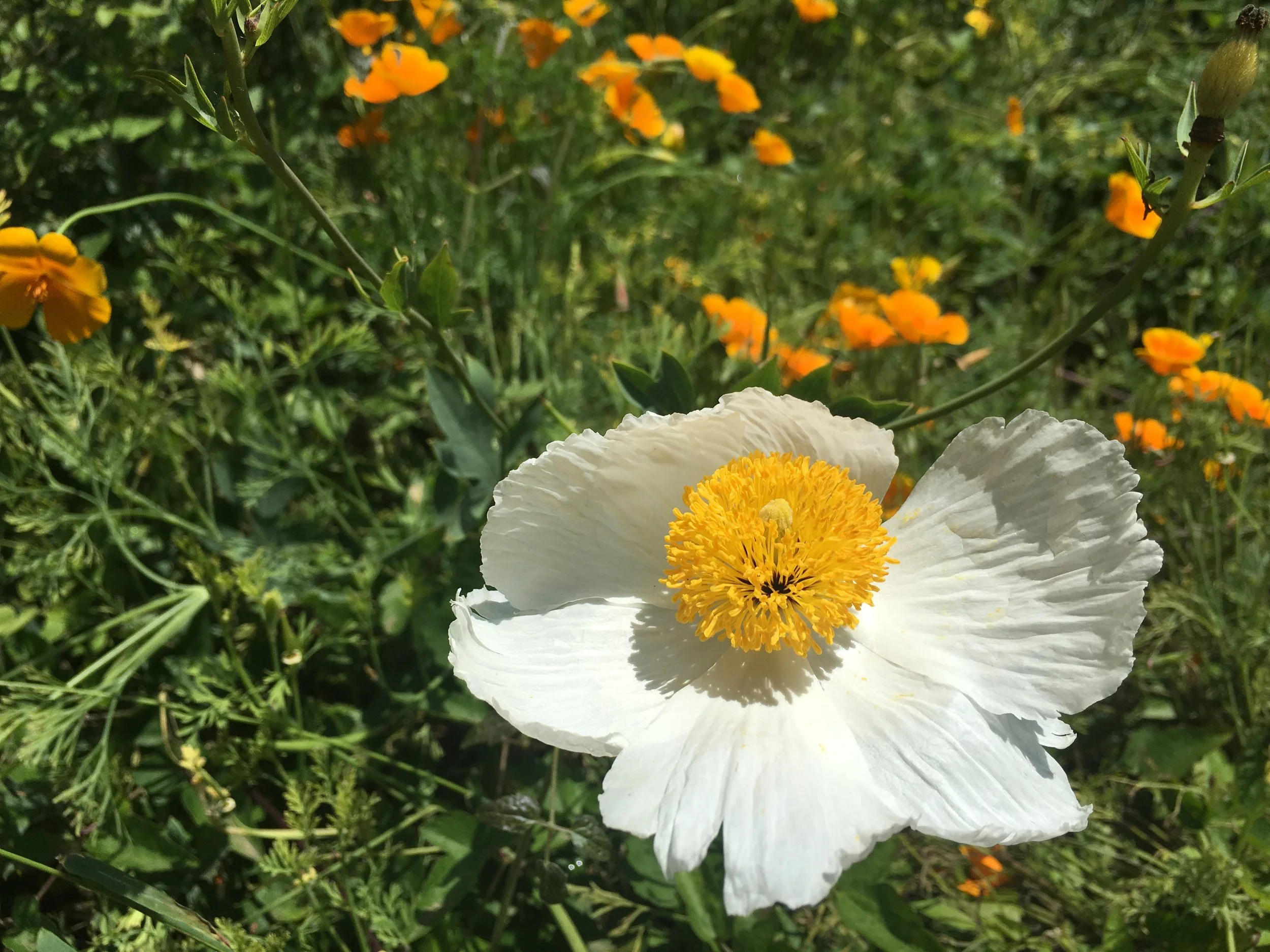 SUMMER 2018 — California Landscape Design