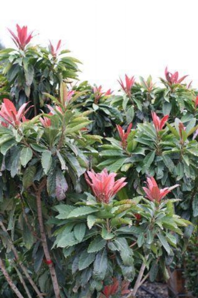 Plants We love to Espalier — California Landscape Design