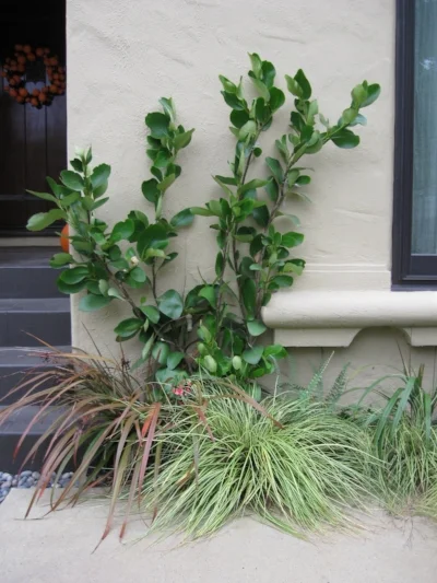 Plants We love to Espalier — California Landscape Design