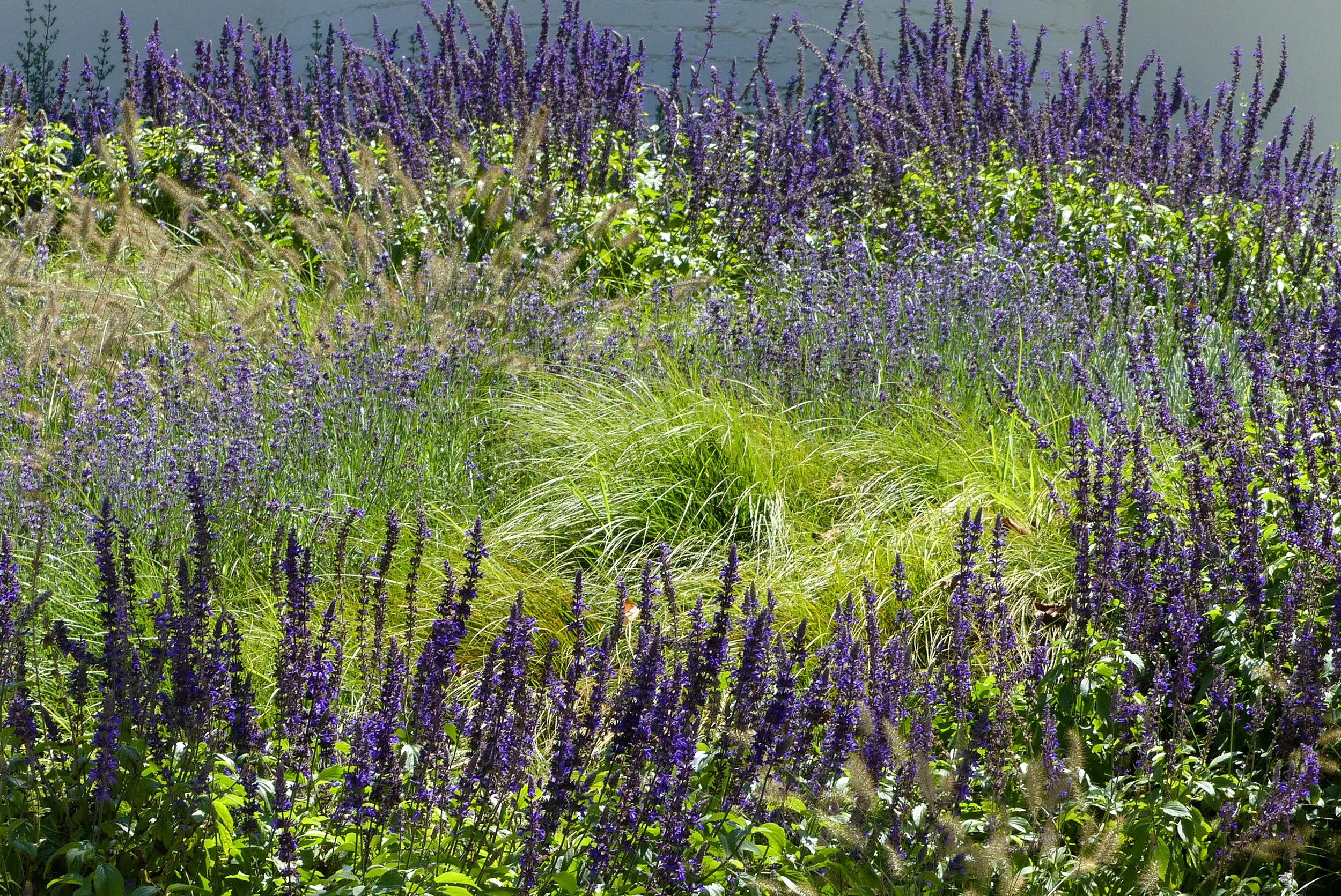 SUMMER 2018 — California Landscape Design