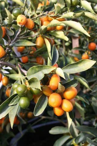 F19 Favorite Trees — California Landscape Design