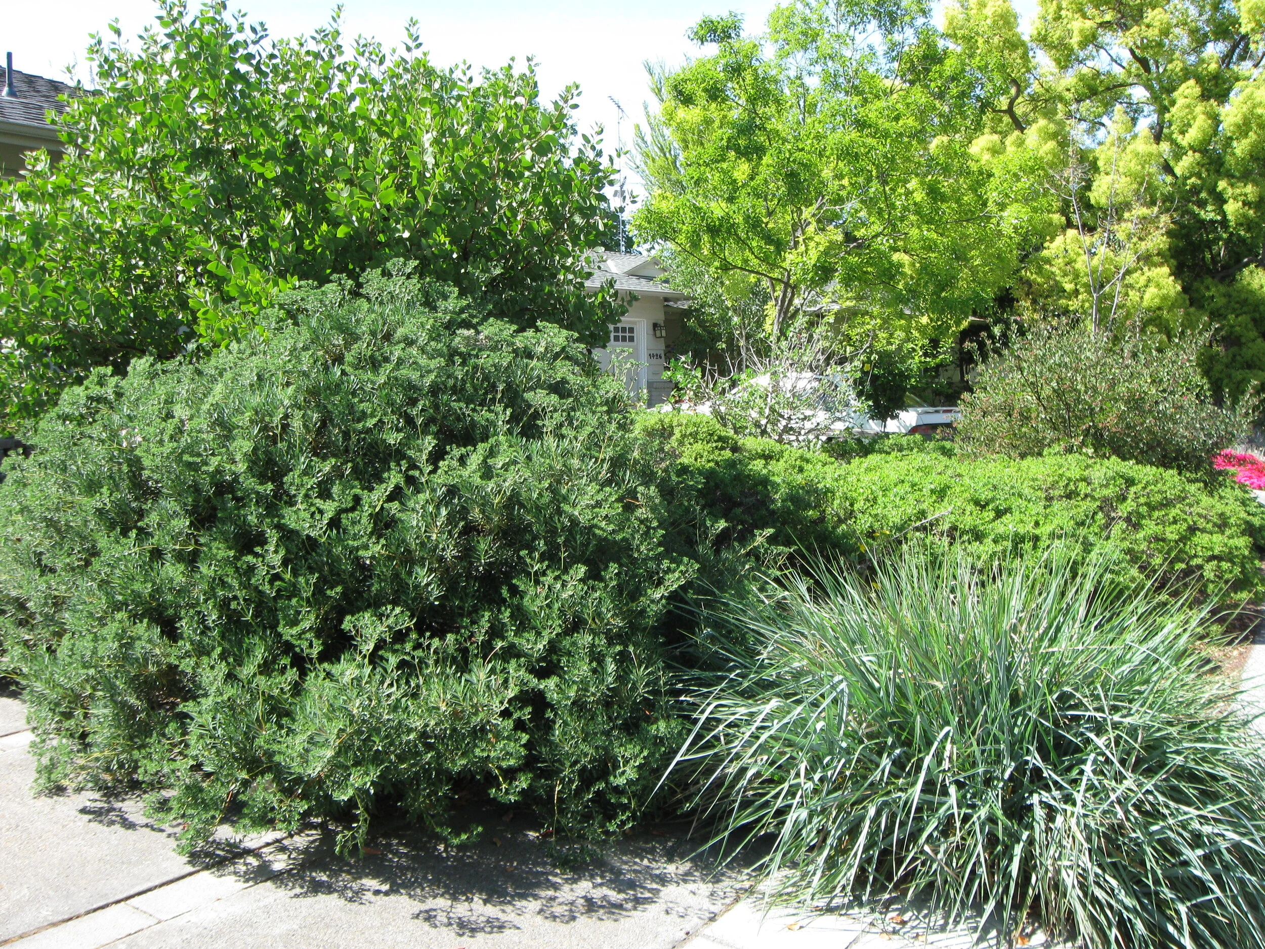 Winter20 The Designer's Toolbox — California Landscape Design