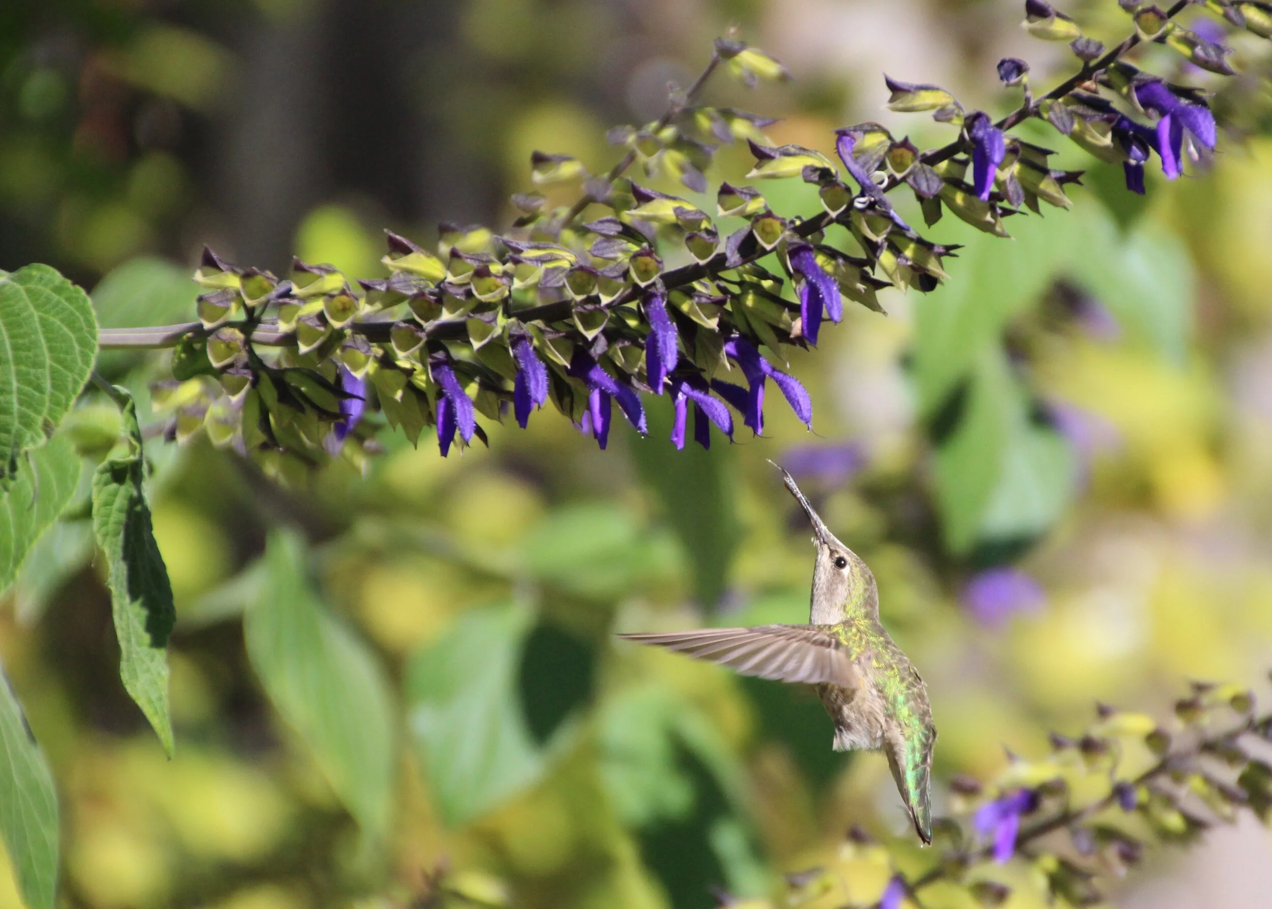 PLANTING FOR POLLINATORS — California Landscape Design