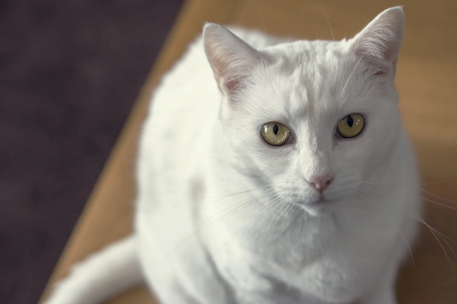Albino Cat