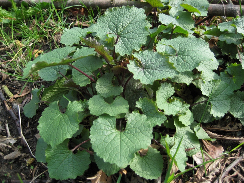 Garlic Mustard: A Delicious Invasive — Four Season Foraging