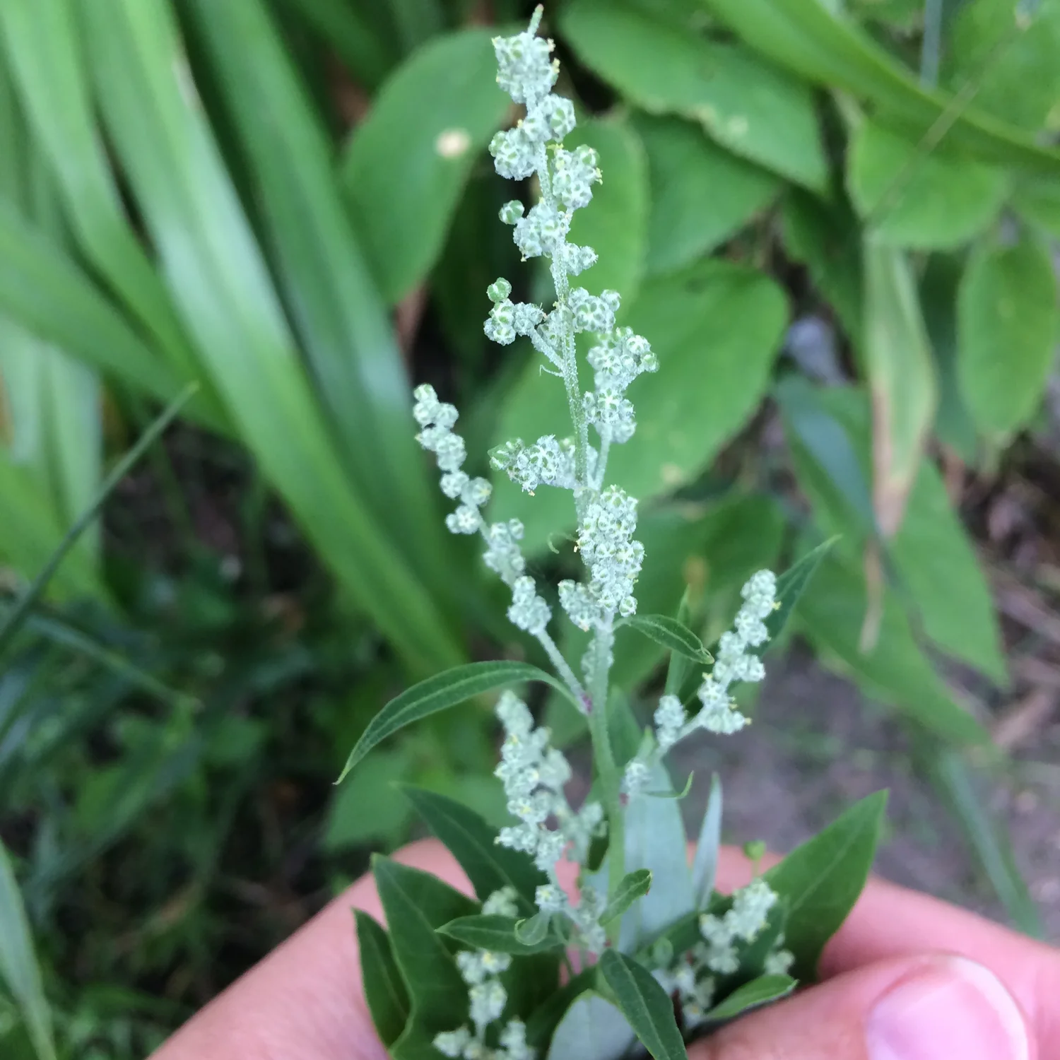 Identifying Lamb's Quarters — Four Season Foraging