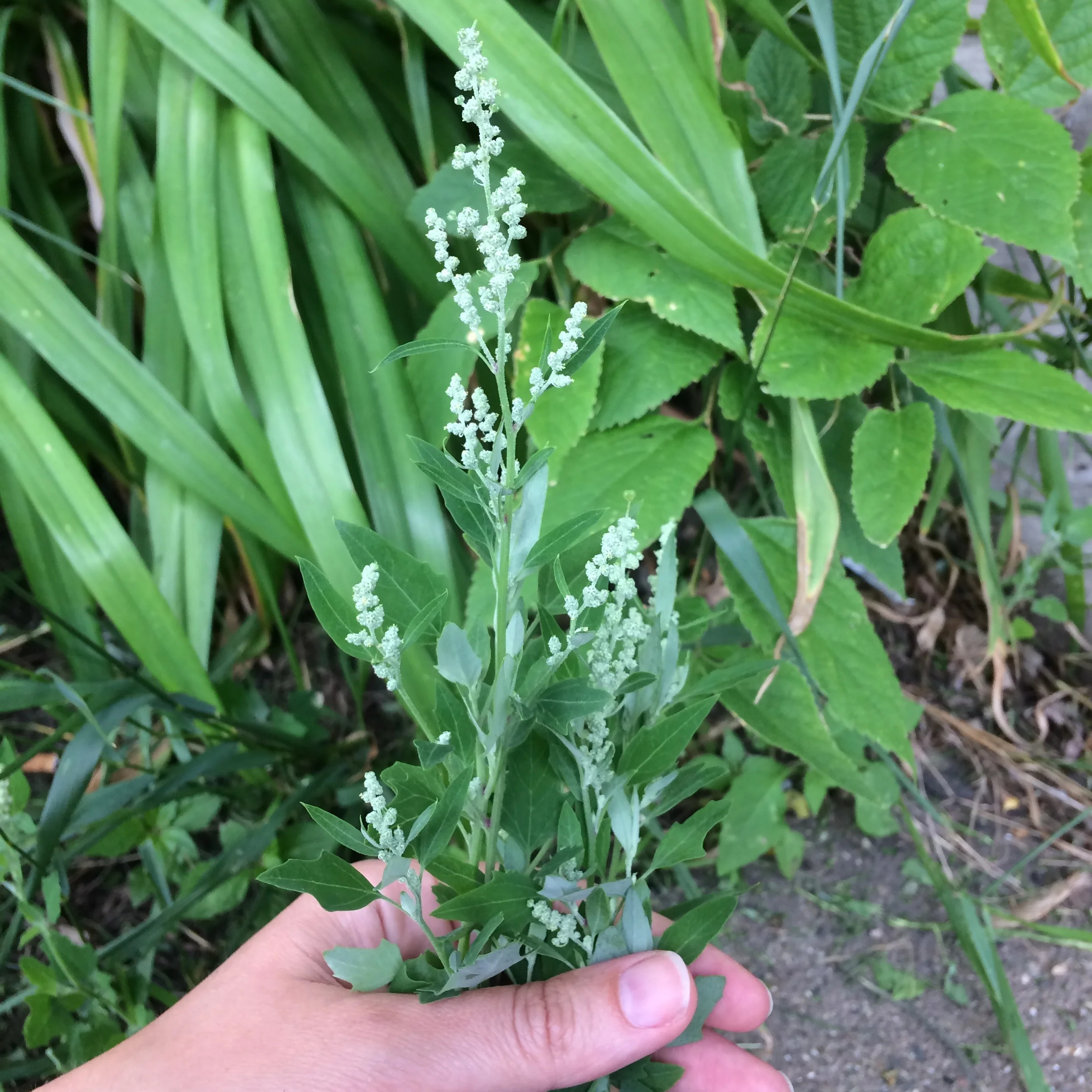 Identifying Lamb's Quarters — Four Season Foraging