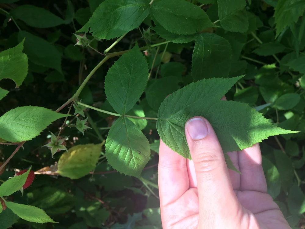 Red Raspberry Leaves — Four Season Foraging