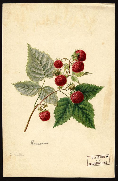 Red Raspberry Leaves — Four Season Foraging