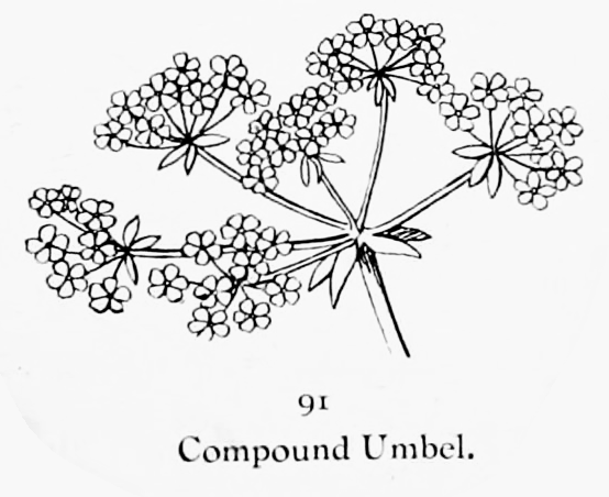Compound Umbel Flower