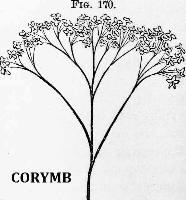 Yarrow Flower Drawing