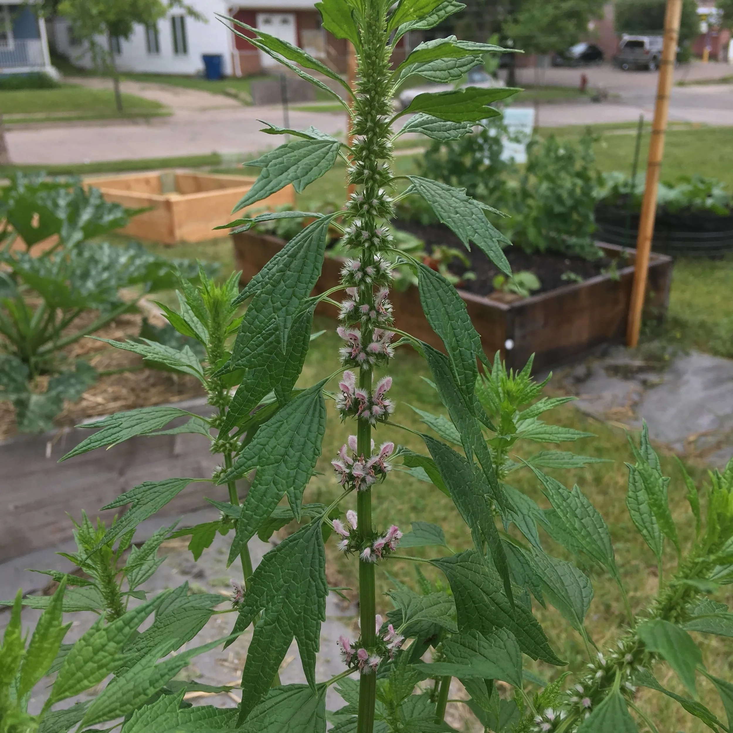 Basic Herbal Preparations with Motherwort — Four Season Foraging