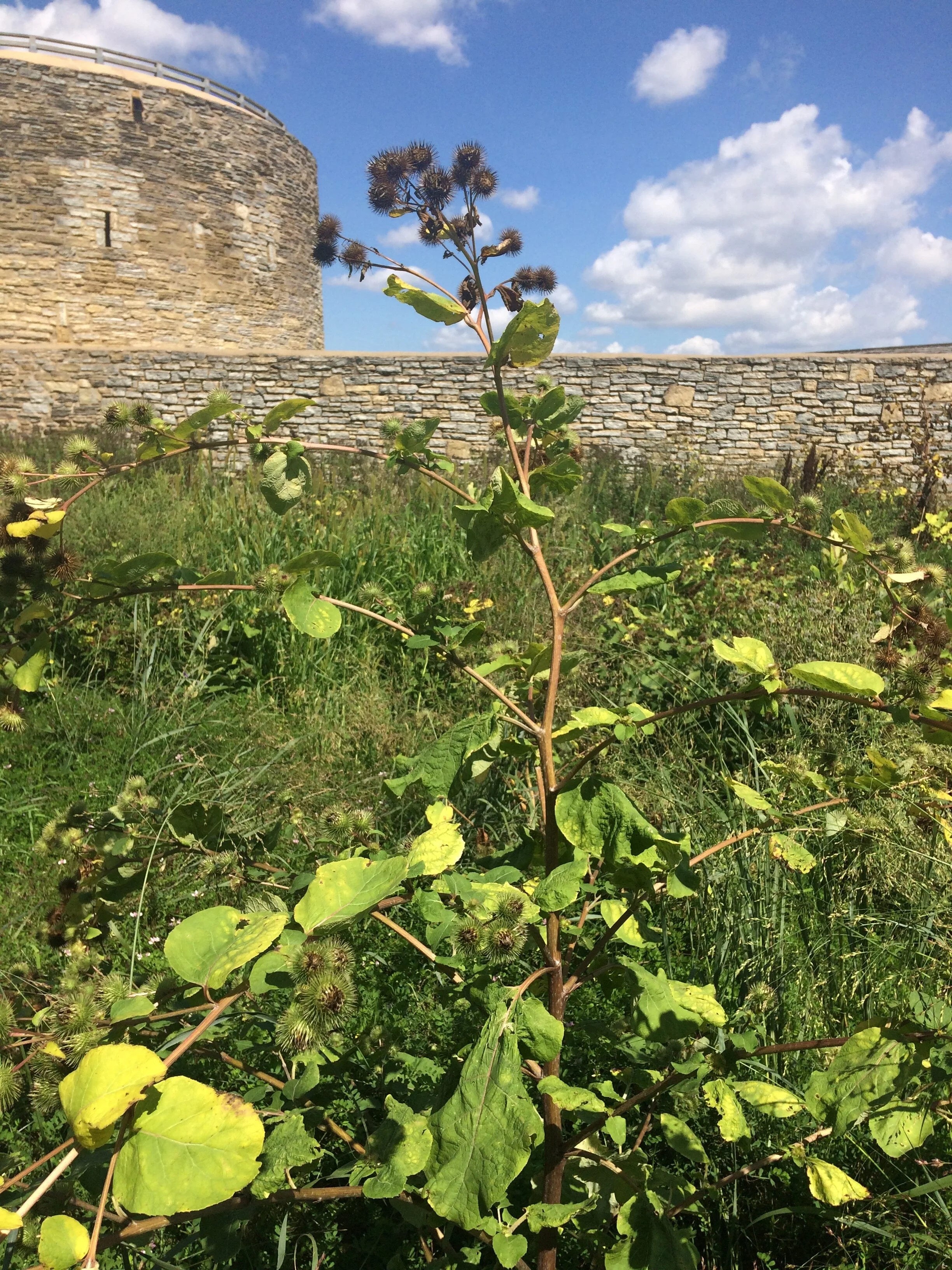 Burdock: It's More Than Just Burs — Four Season Foraging