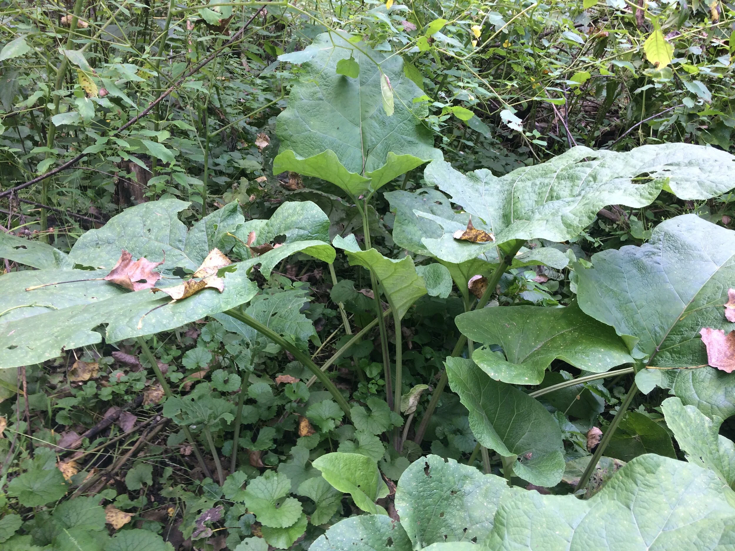 Burdock: It's More Than Just Burs — Four Season Foraging