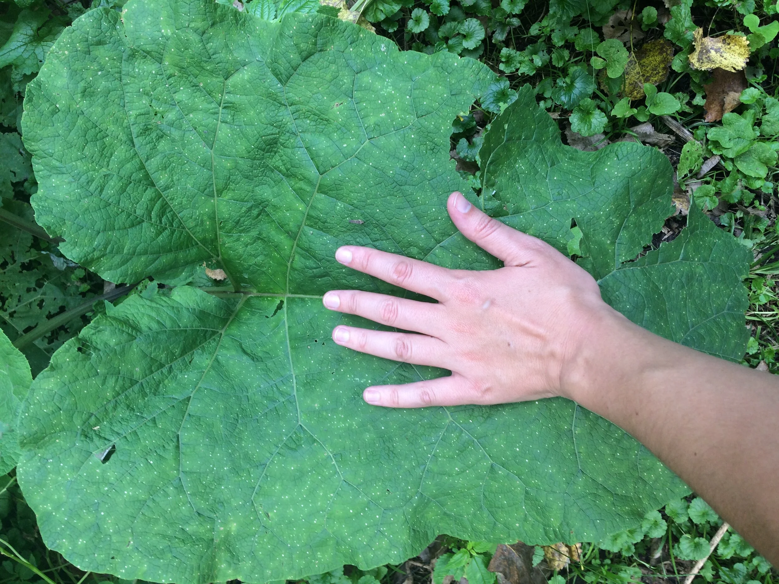 Burdock: It's More Than Just Burs — Four Season Foraging